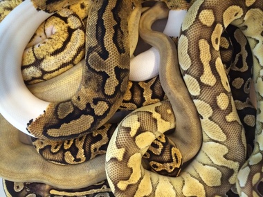 Snakes at Sunset in Miami, FL 33173 | Citysearch